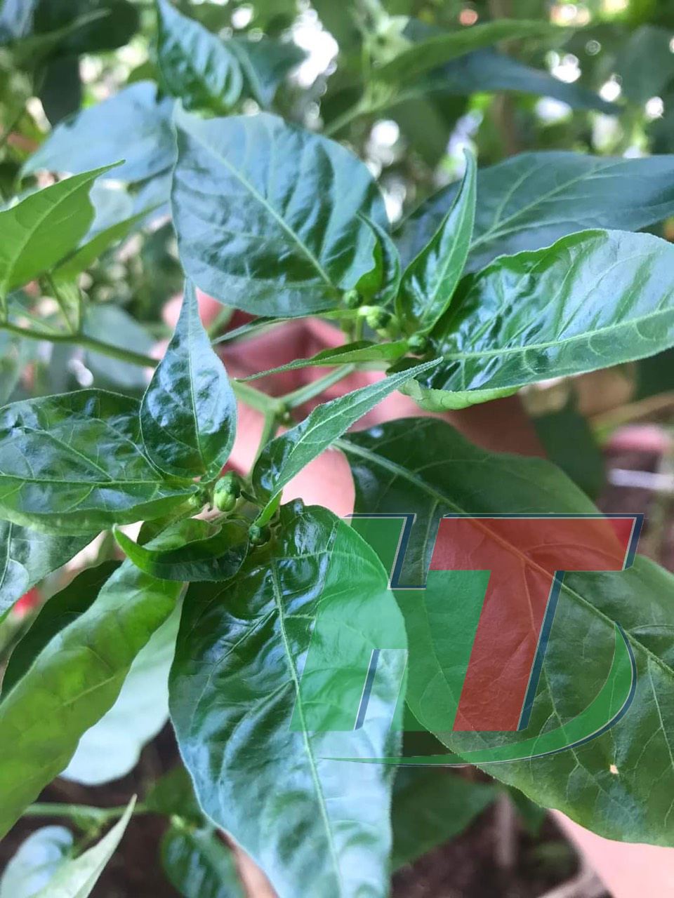 XoĂn LÁ XoĂn NgỌn Ớt Do ĐÂu Công Ty Tnhh Phát Triển Nông Nghiệp Ht